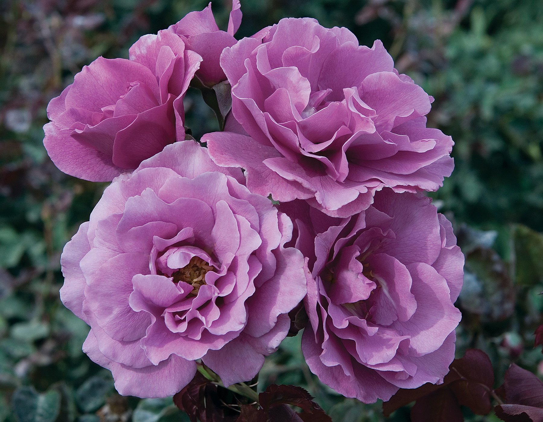 36" Tree Roses — Van Winden's