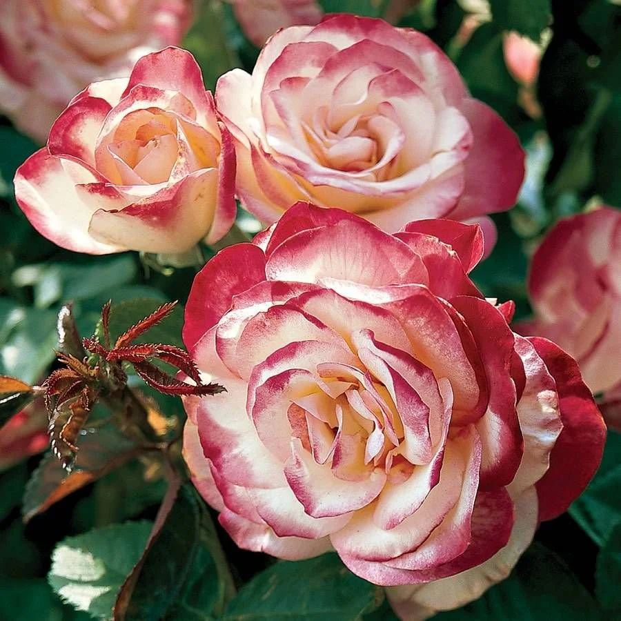 36" Tree Roses — Van Winden's