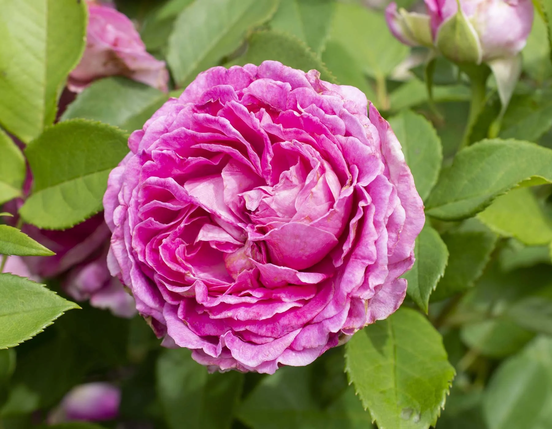 Bush Roses — Van Winden's