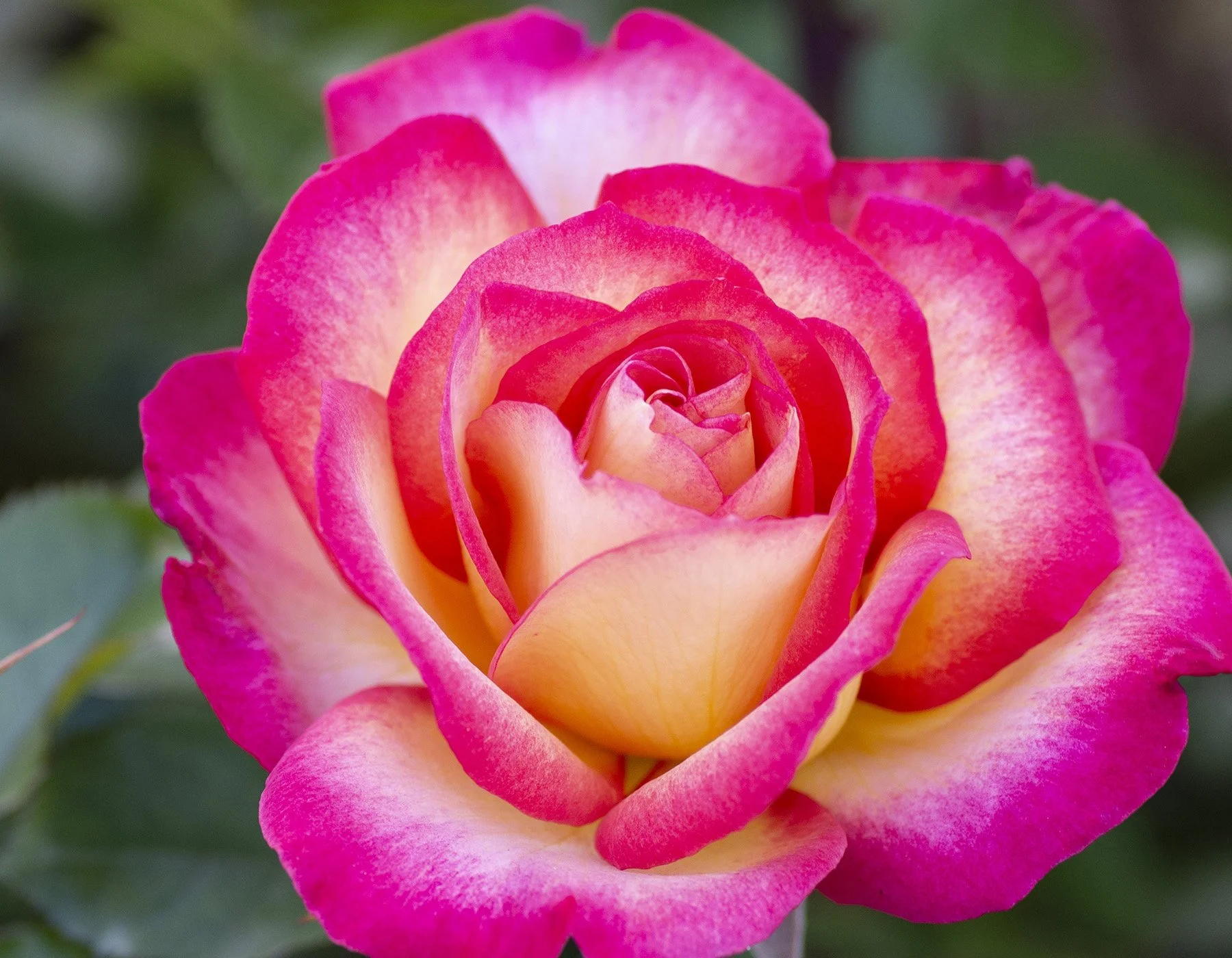 Bush Roses — Van Winden's