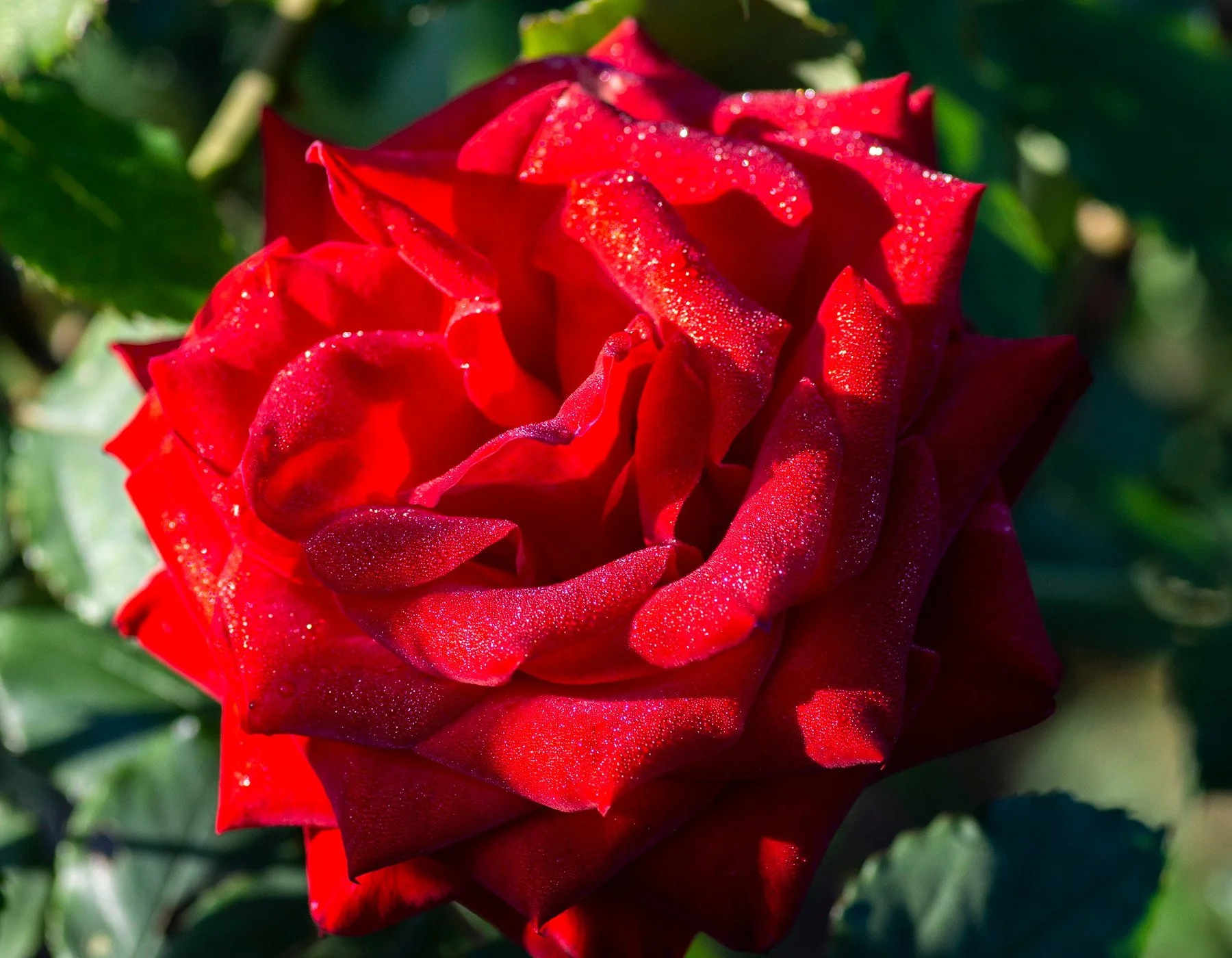 Bush Roses — Van Winden's
