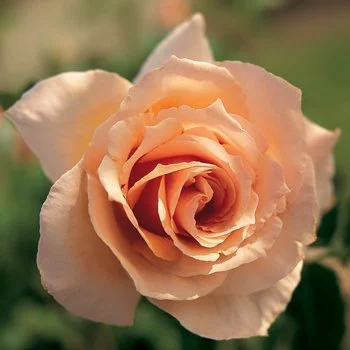 Bush Roses — Van Winden's