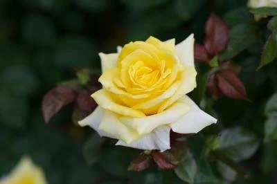 Bush Roses — Van Winden's