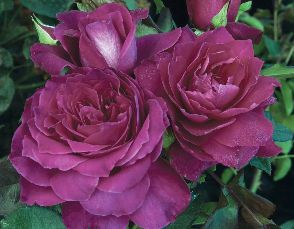 Bush Roses — Van Winden's
