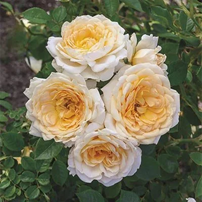 Bush Roses — Van Winden's