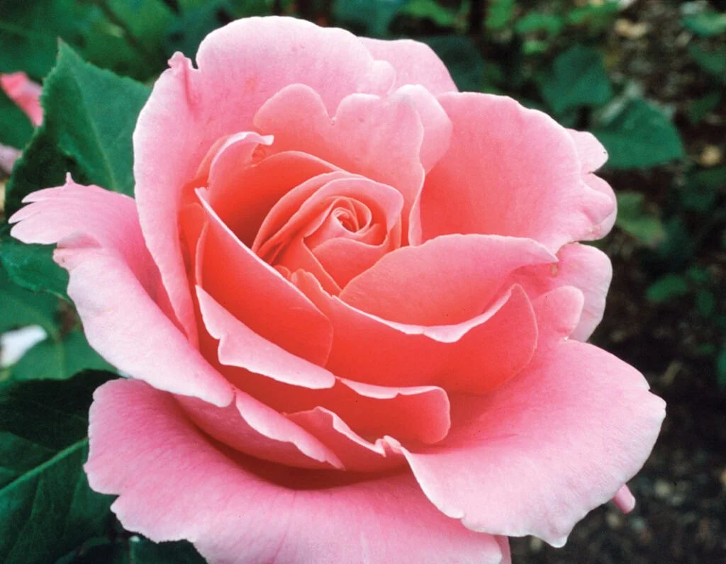 Bush Roses — Van Winden's