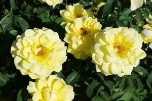 Bush Roses — Van Winden's