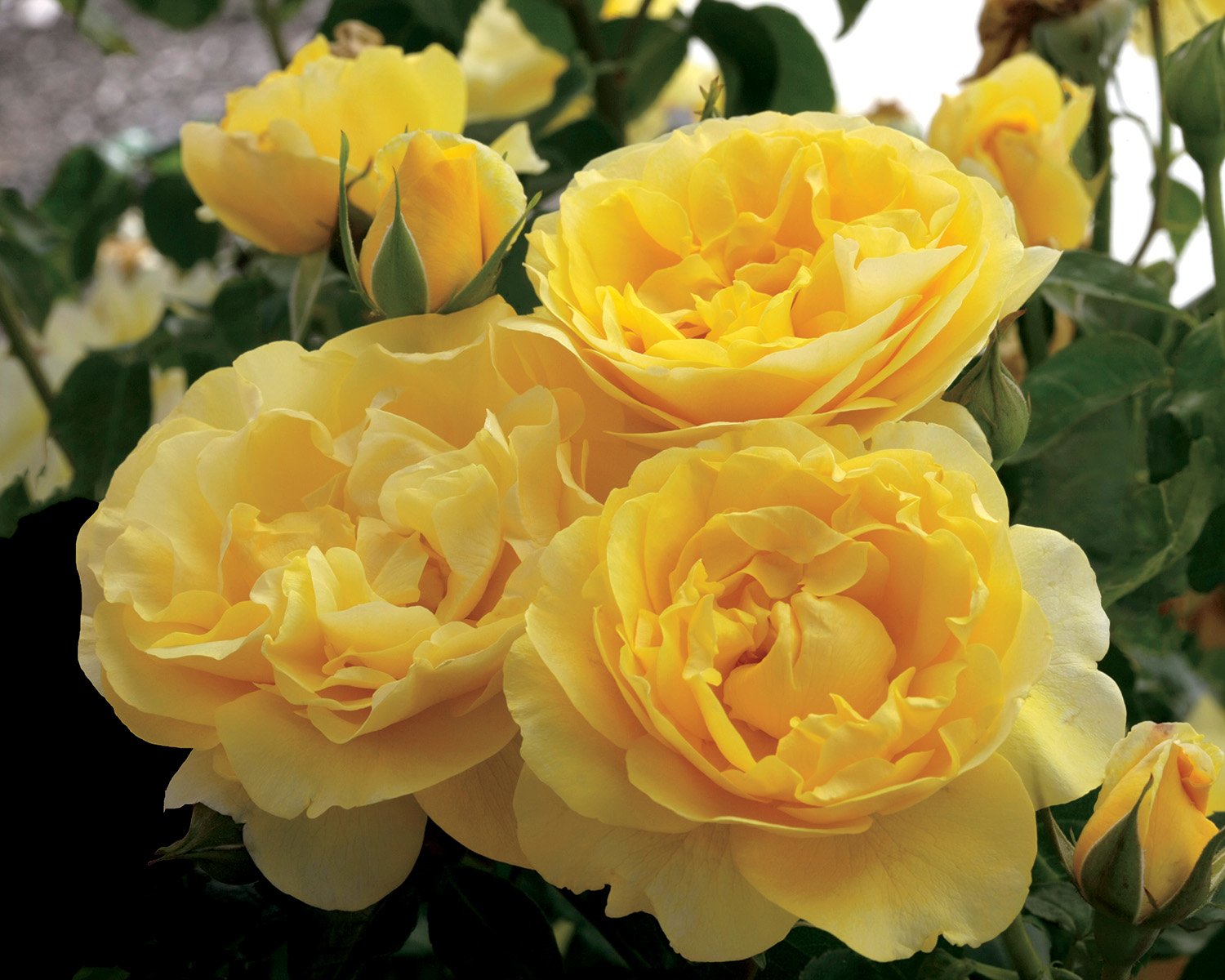 36" Tree Roses — Van Winden's