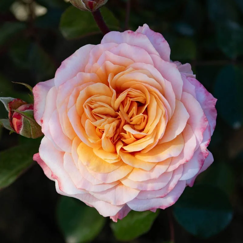 36" Tree Roses — Van Winden's