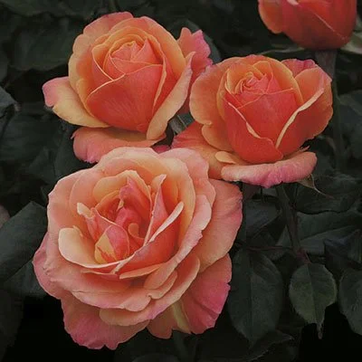 Roses — Van Winden's