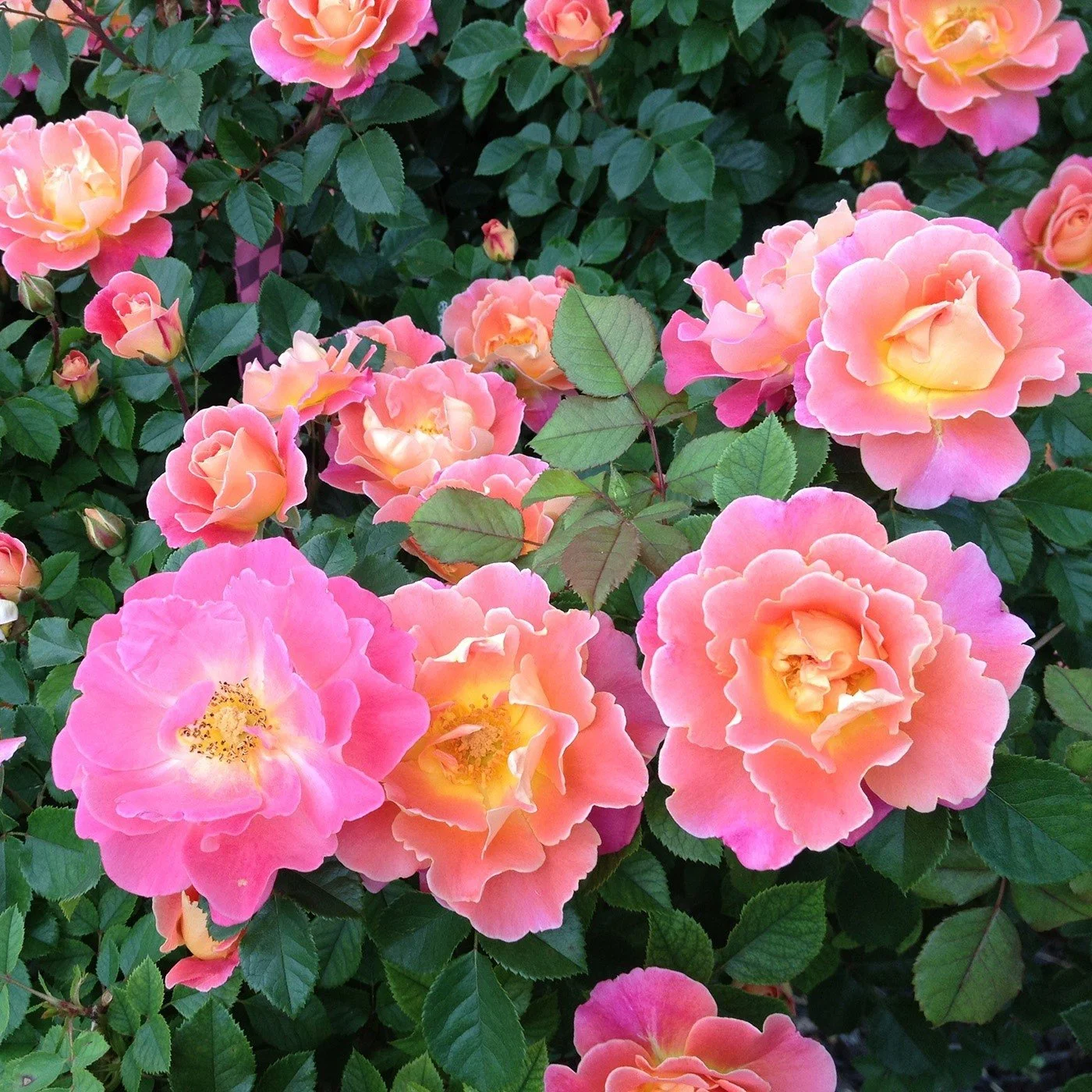 Climbing Roses — Van Winden's