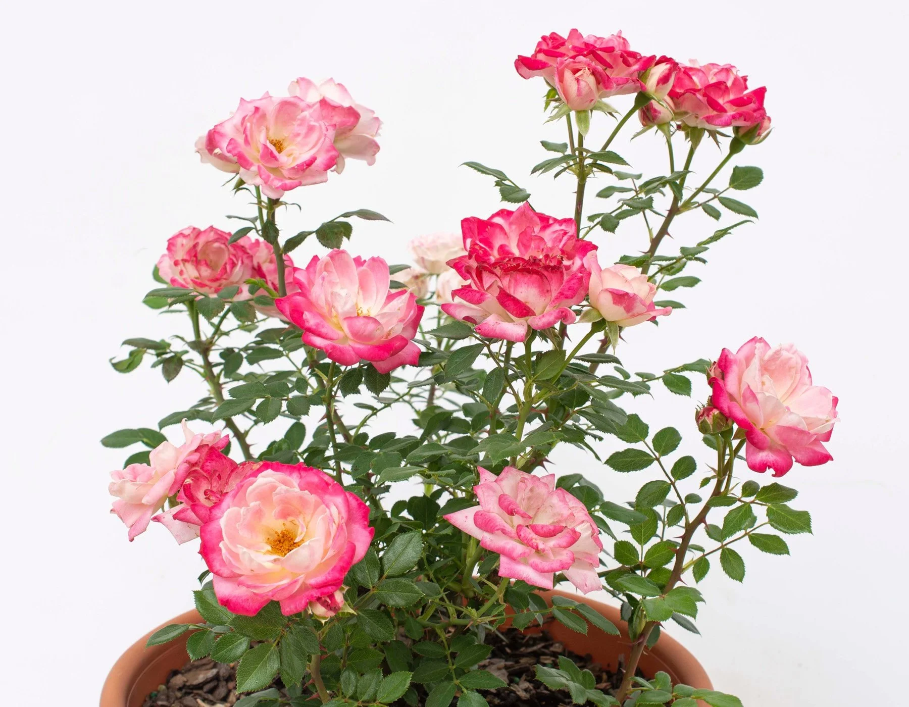 Mini Roses — Van Winden's