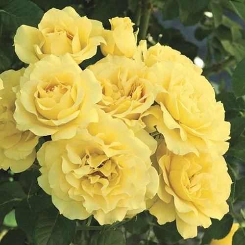 24" Patio Tree Roses — Van Winden's