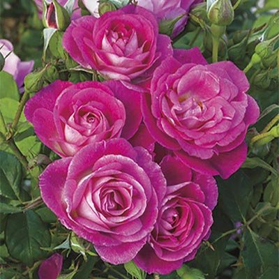 24" Patio Tree Roses — Van Winden's
