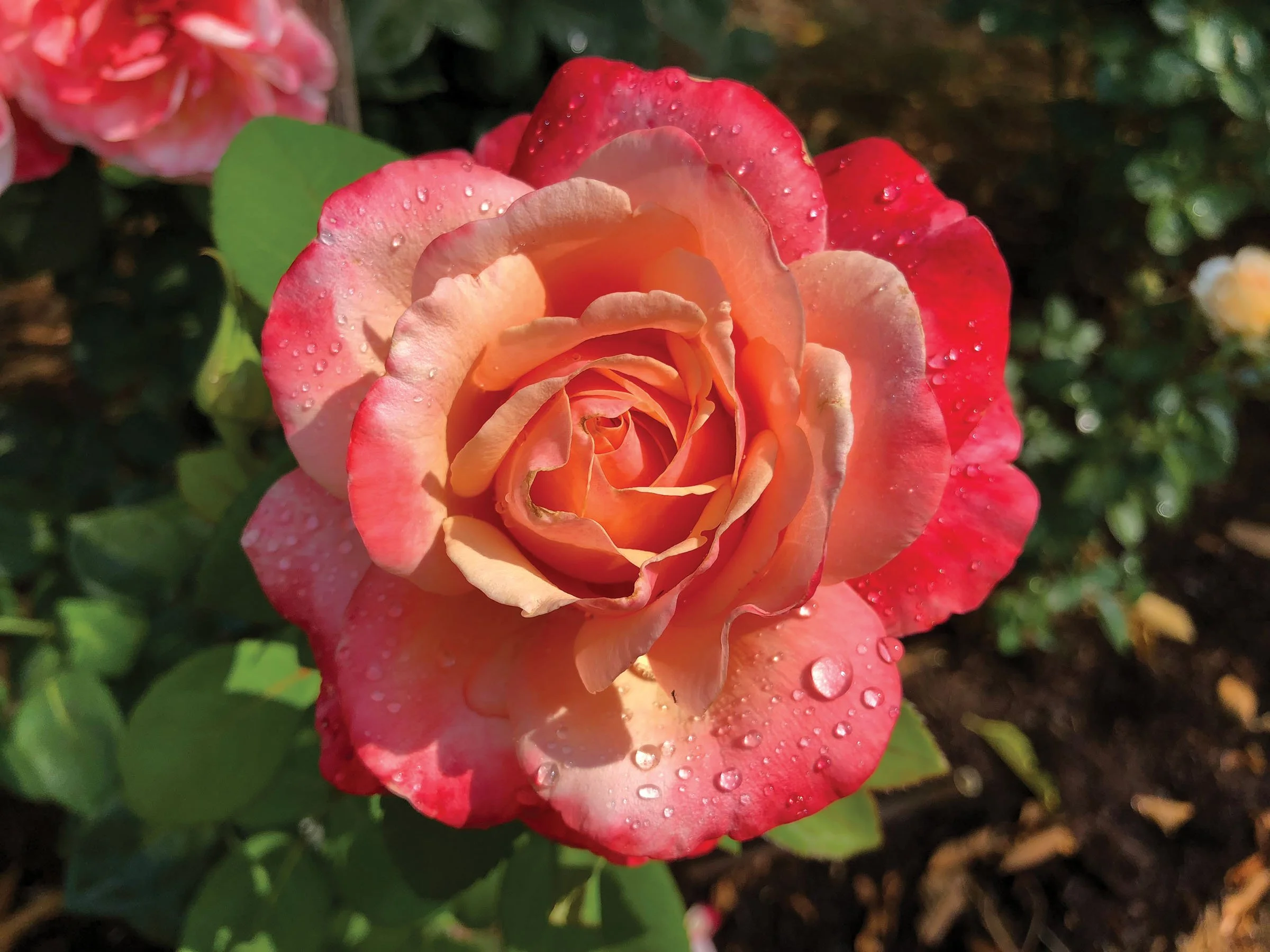 Bush Roses — Van Winden's