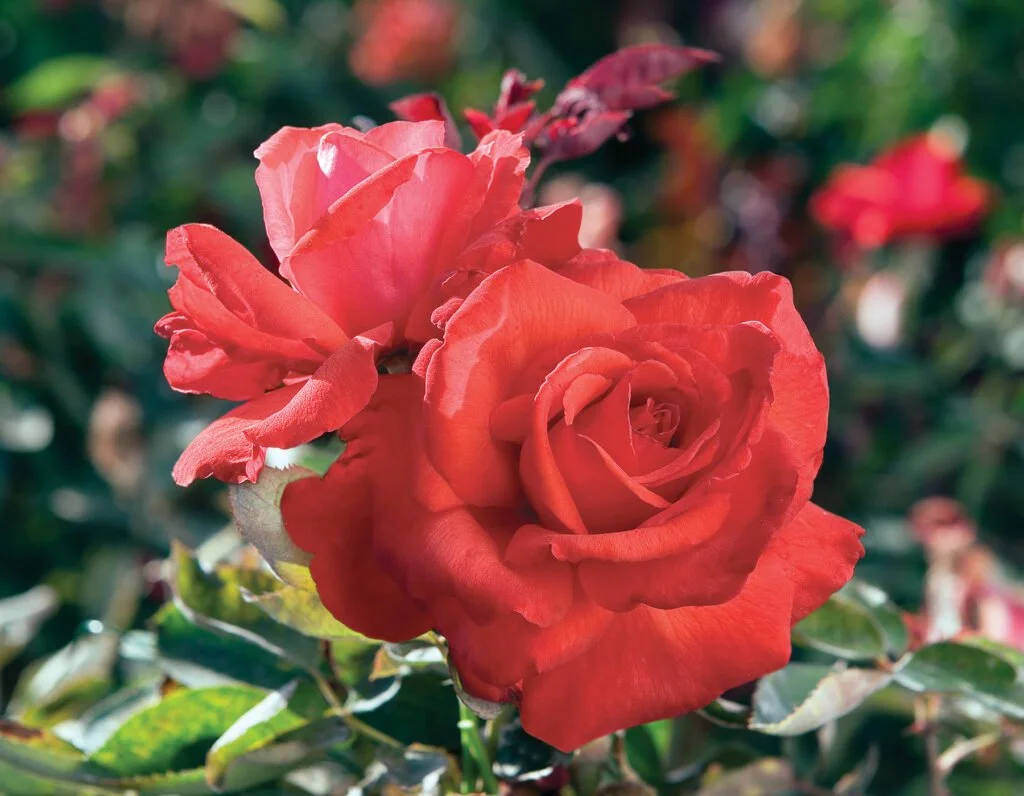 Bush Roses — Van Winden's