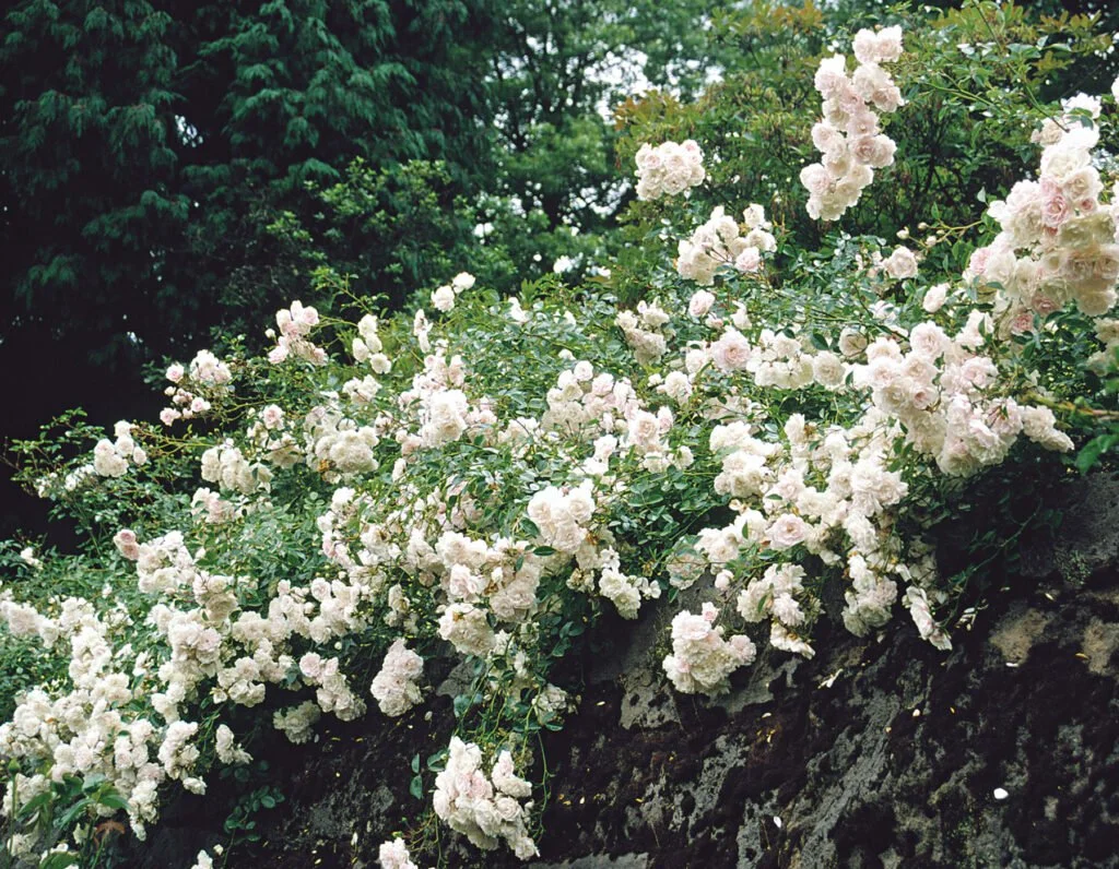 Bush Roses — Van Winden's