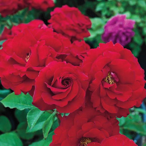 24" Patio Tree Roses — Van Winden's