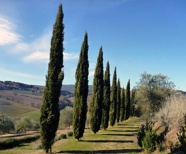 Ciprés (Cupressus sempervirens) | Viajes a Pie