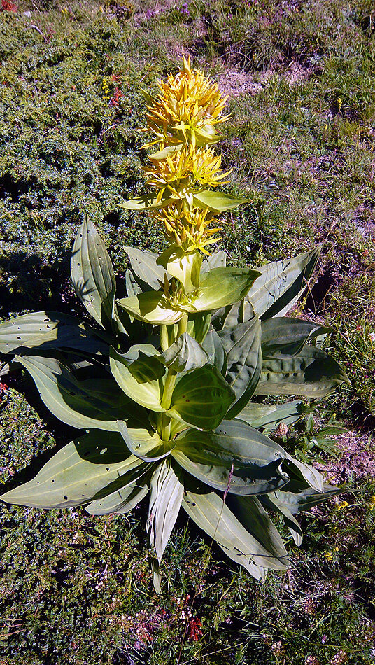 Genciana (gentiana lutea) | Viajes a Pie