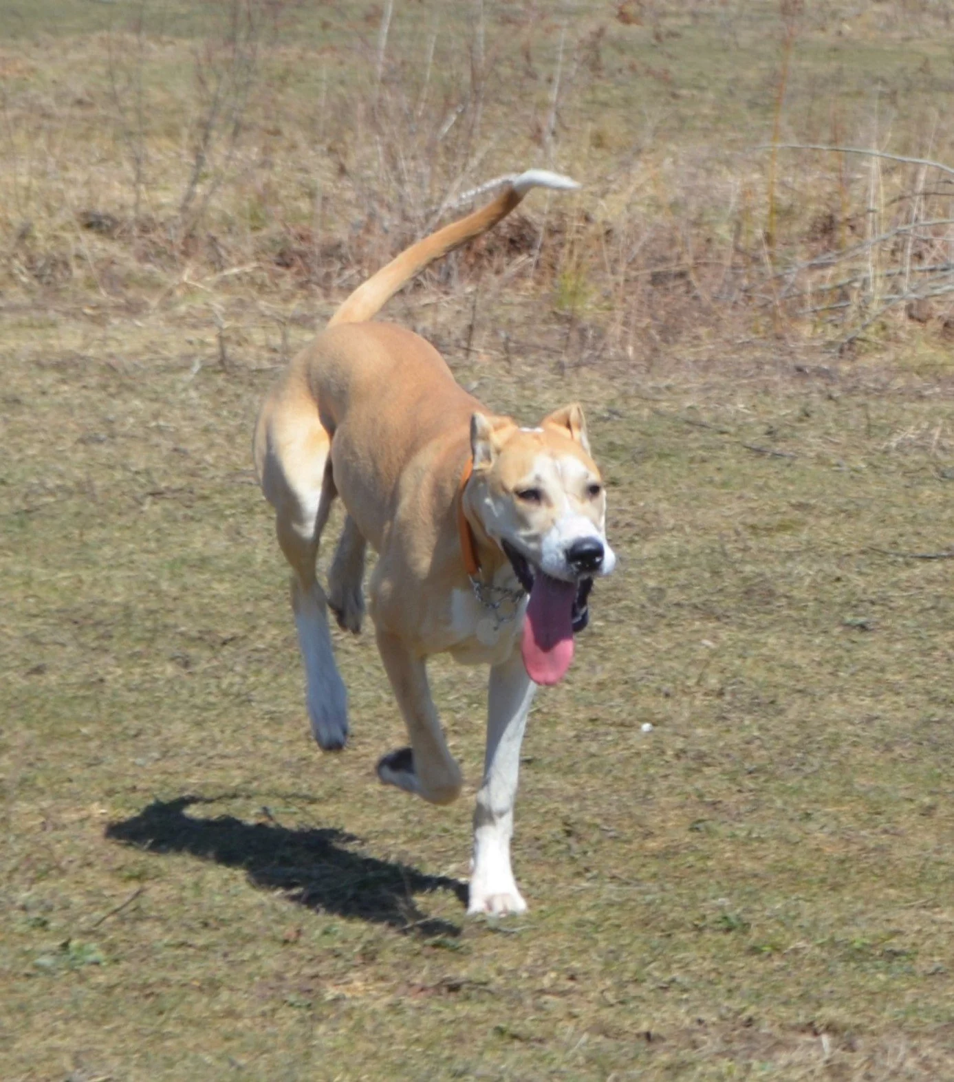 Needs A Home | GREAT DANE ANGELS