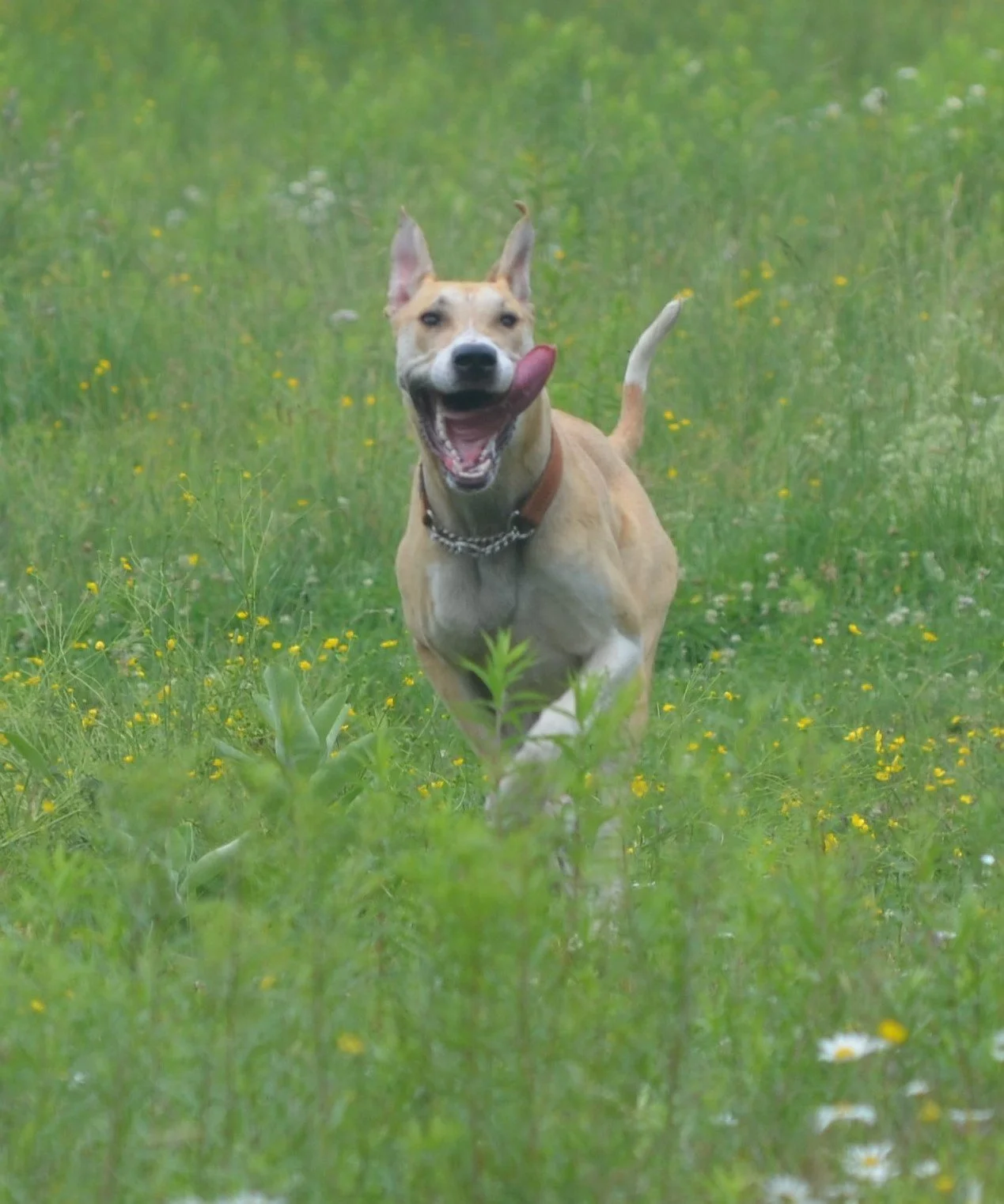 Needs A Home | GREAT DANE ANGELS