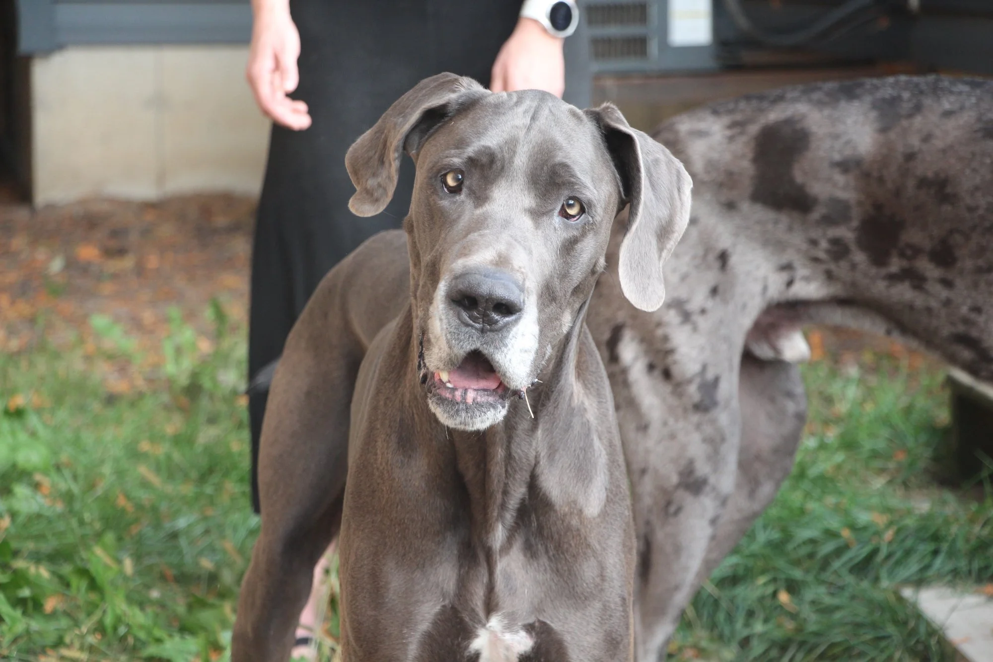 Needs A Home | GREAT DANE ANGELS