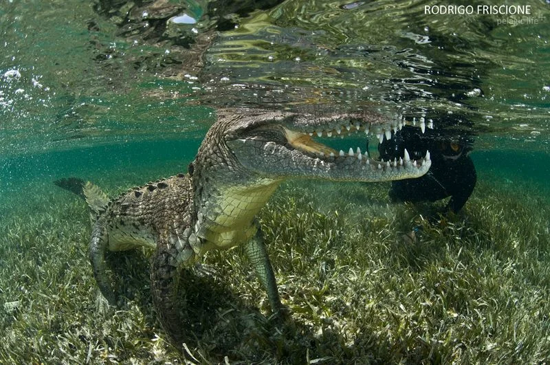 Chinchorro & Xcalak | Riviera Maya — Pelagic Life