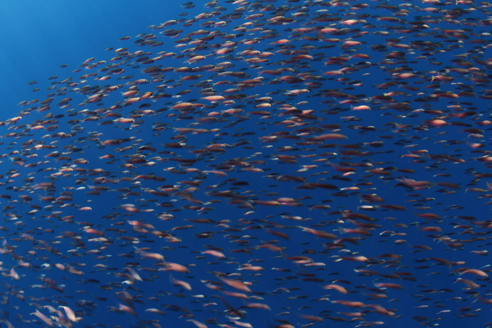 Marine Photography for Ecosystem Awareness | Pelagic Life — Pelagic Life