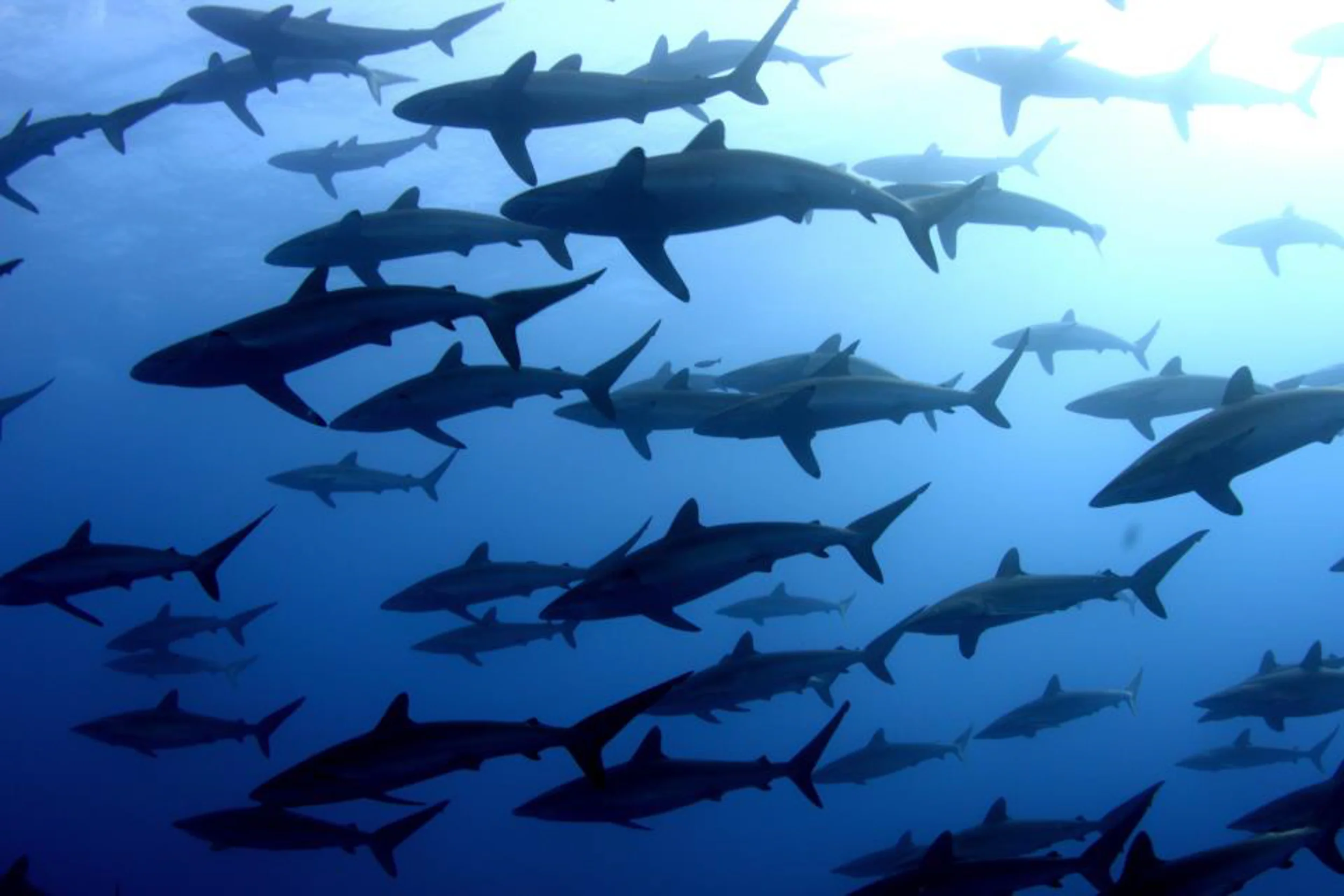 Marine Photography for Ecosystem Awareness | Pelagic Life — Pelagic Life