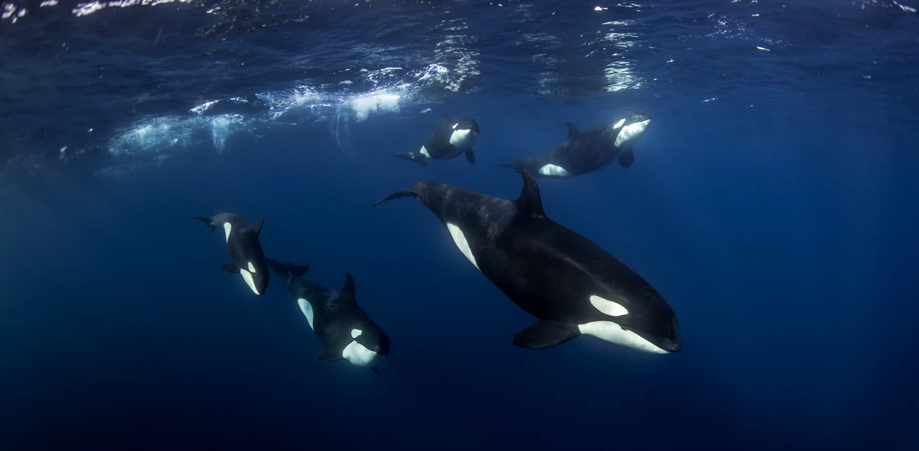 México Pelágico 2: A Marine Conservation Docu Series by Pelagic Life ...