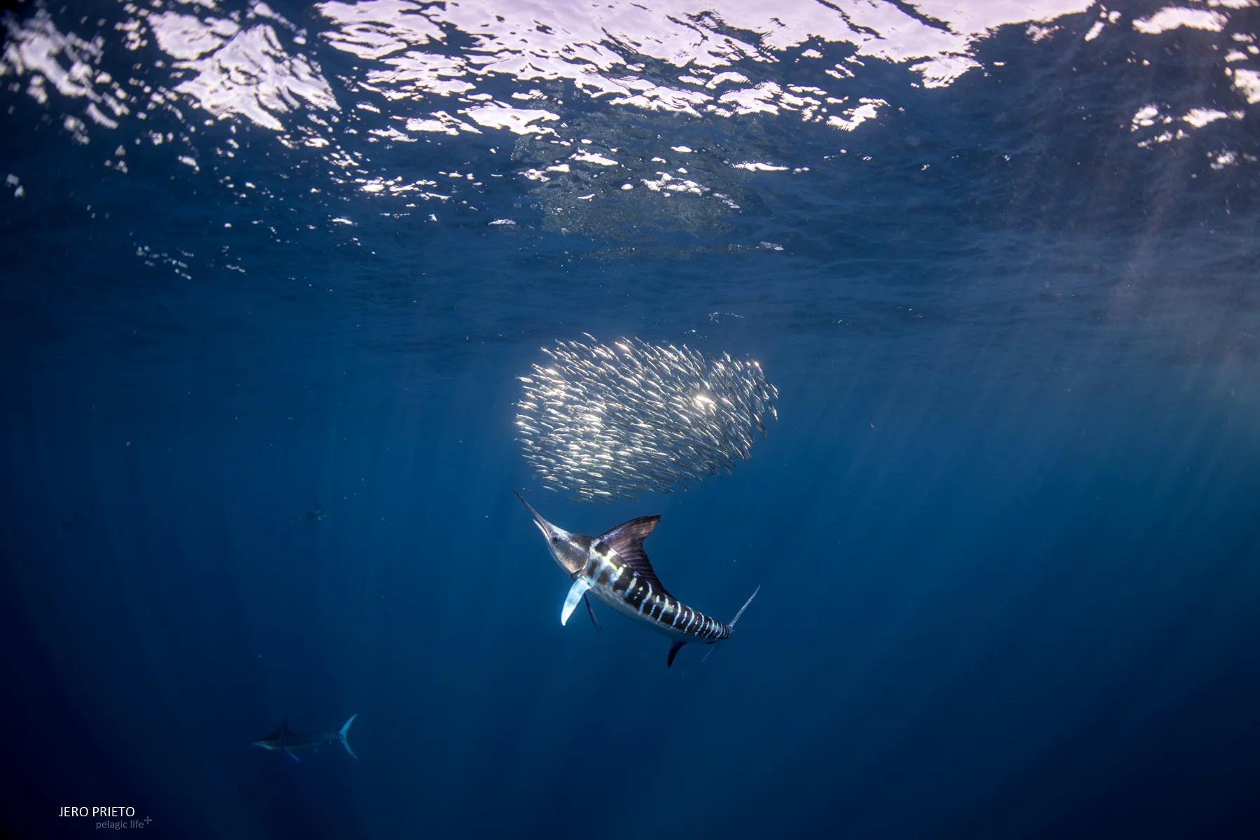 Marine Photography for Ecosystem Awareness | Pelagic Life — Pelagic Life