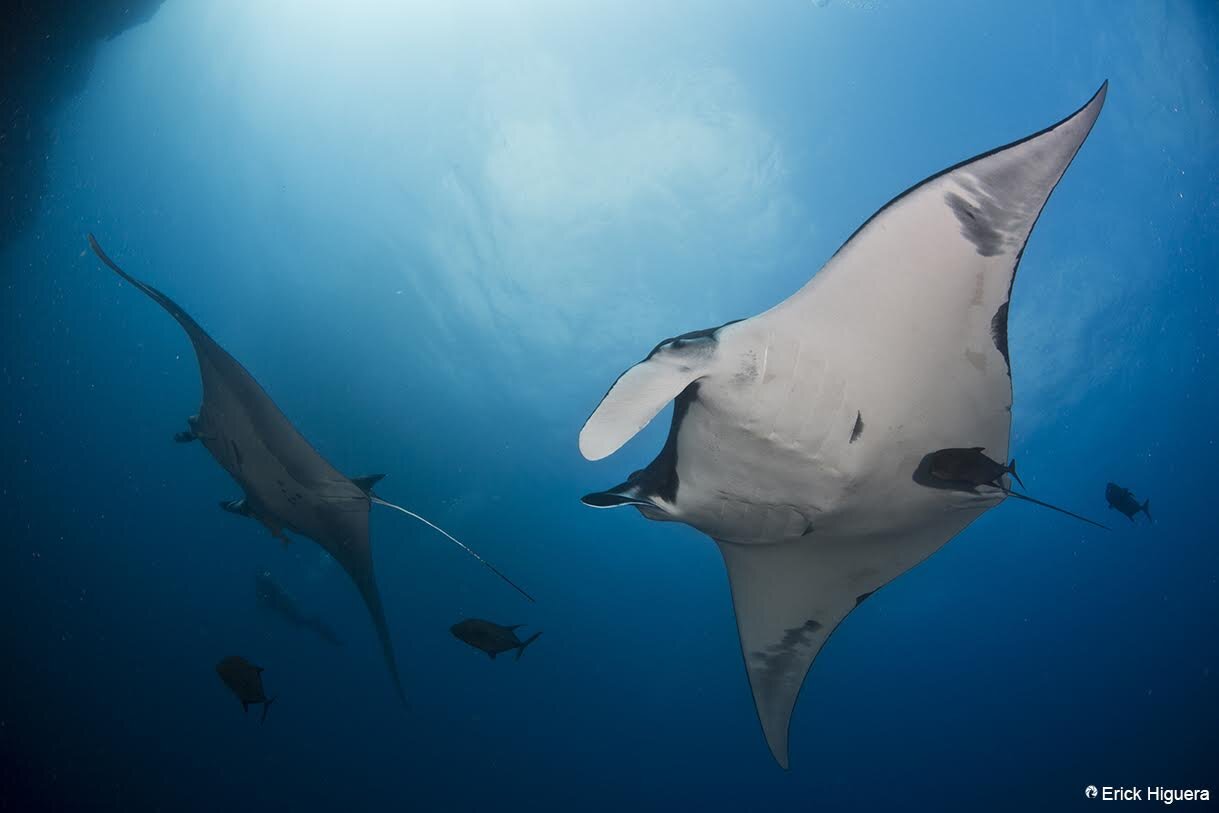 México Pelágico 2: A Marine Conservation Docu Series by Pelagic Life ...