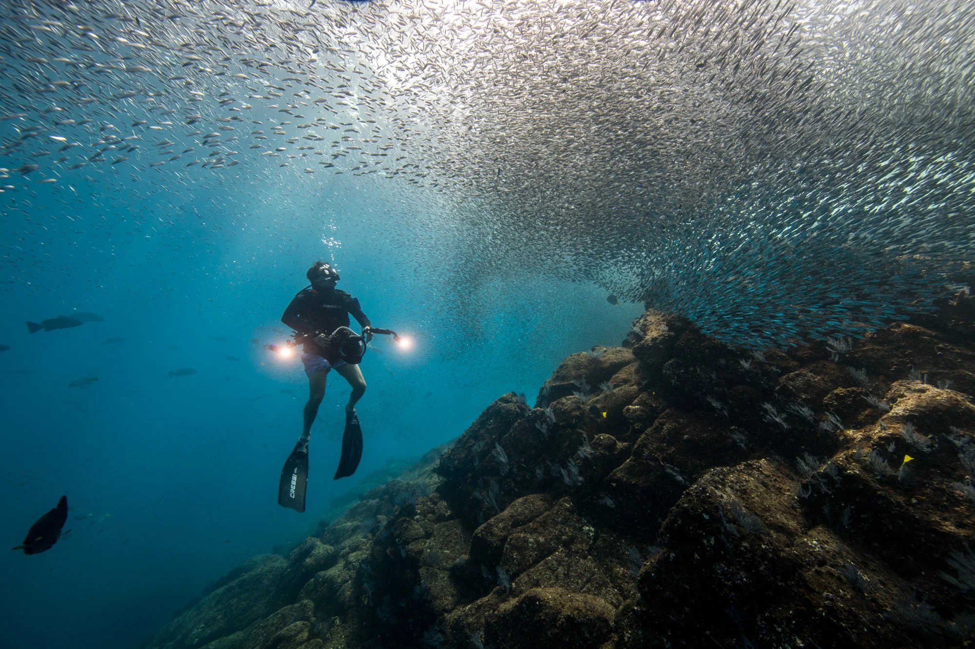 México Pelágico 2: A Marine Conservation Docu Series by Pelagic Life ...