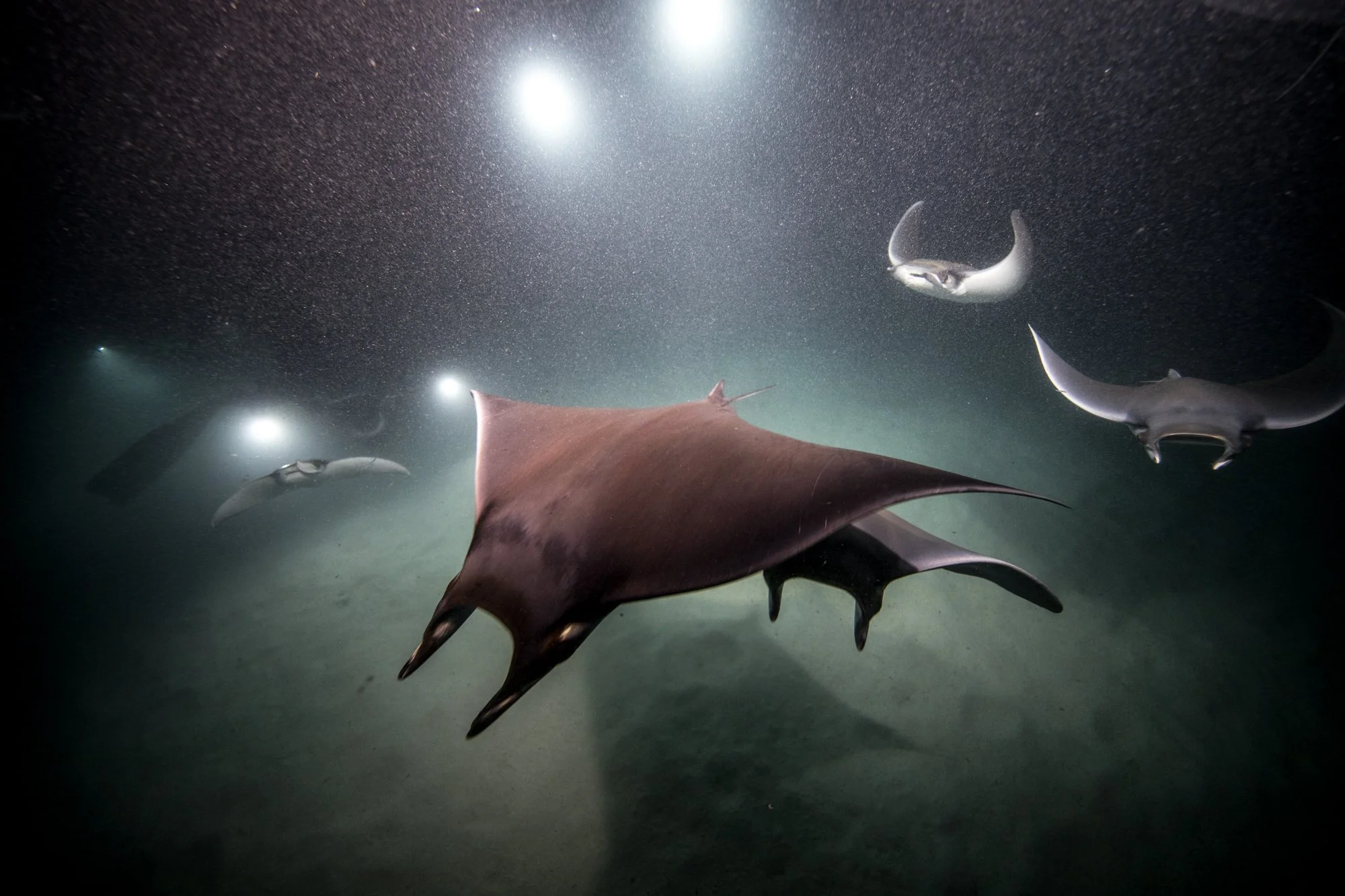 México Pelágico 2: A Marine Conservation Docu Series by Pelagic Life ...
