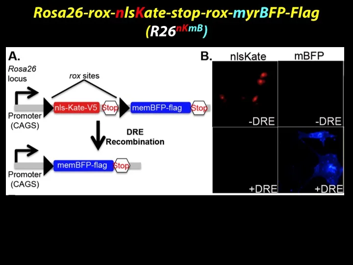 Dre Rox — WYTHE LAB