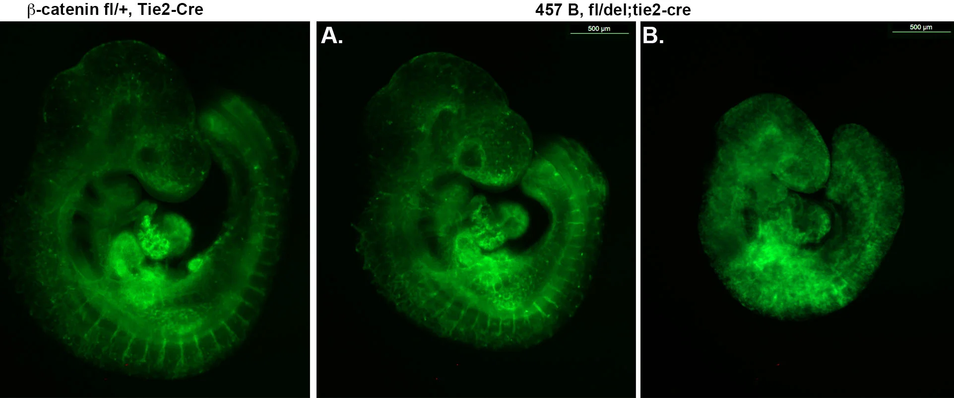 Endothelial Lineages — WYTHE LAB