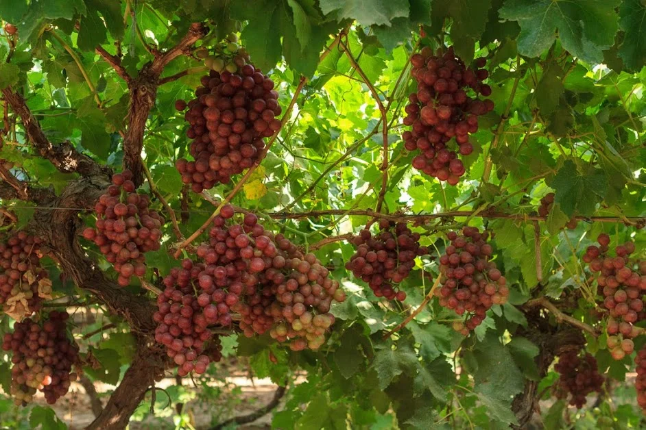 Grapes — MASTERS TOUCH