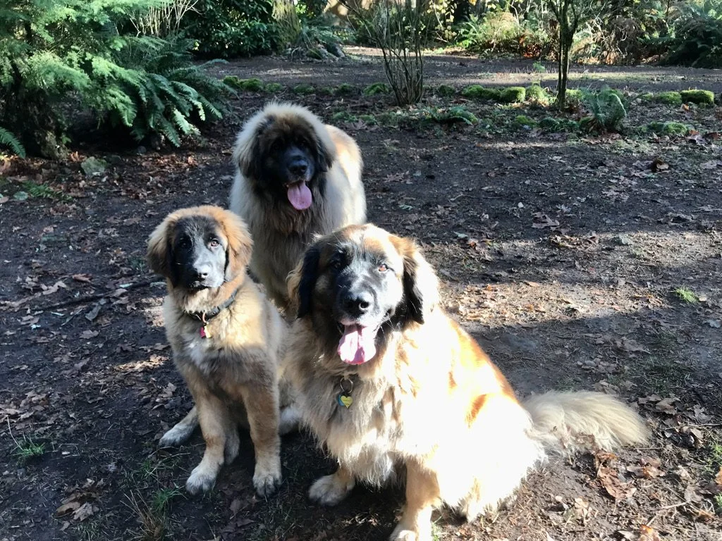 Dog Training — Laura Strudwick Educational Services LLC