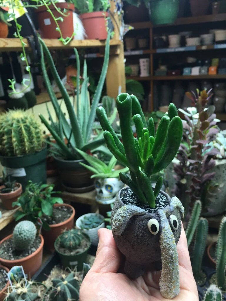 Plants — The Madison Greenhouse Store
