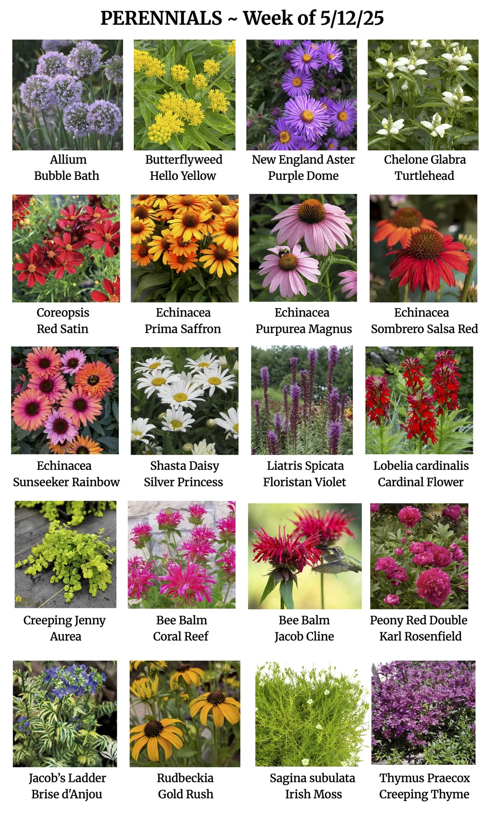 Plants — The Madison Greenhouse Store