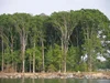 Unit A : Trees & Forests 1 — Kurpinski's Class