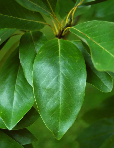 Unit A : Trees & Forests 2 — Kurpinski's Class