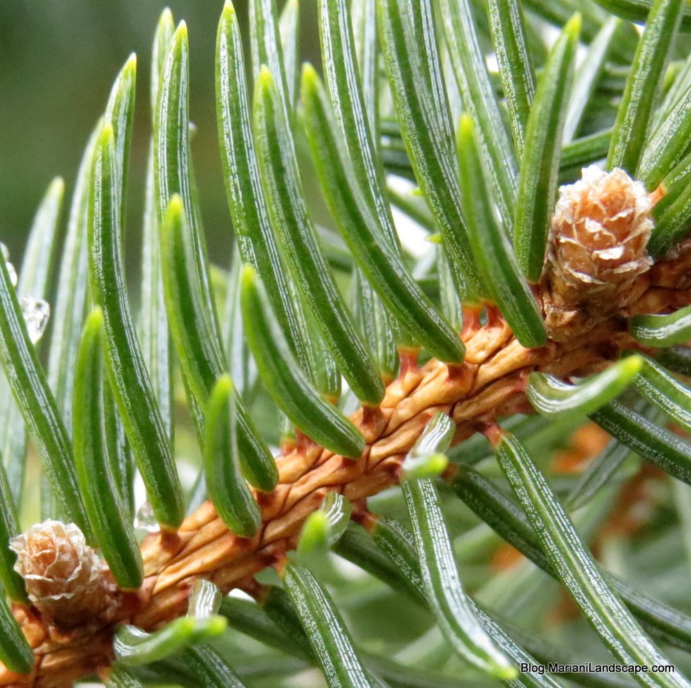 Unit A : Trees & Forests 2 — Kurpinski's Class