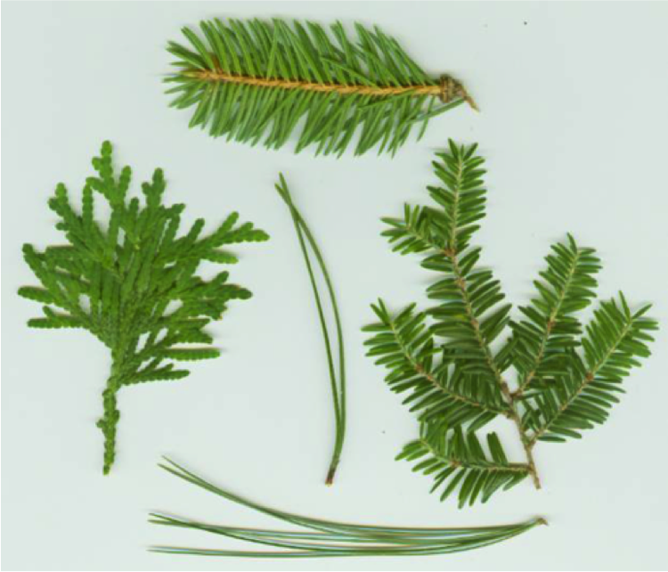 Unit A : Trees & Forests 2 — Kurpinski's Class