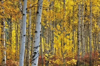 Unit A : Trees & Forests 1 — Kurpinski's Class