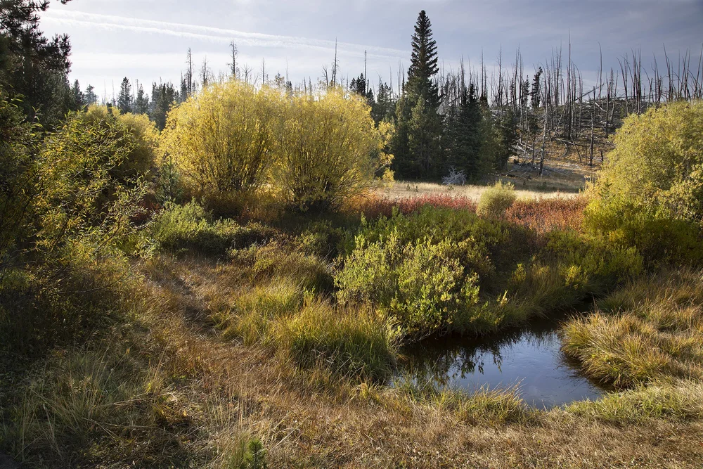 Three Creeks Meadow — Sisters Gallery & Frame Shop