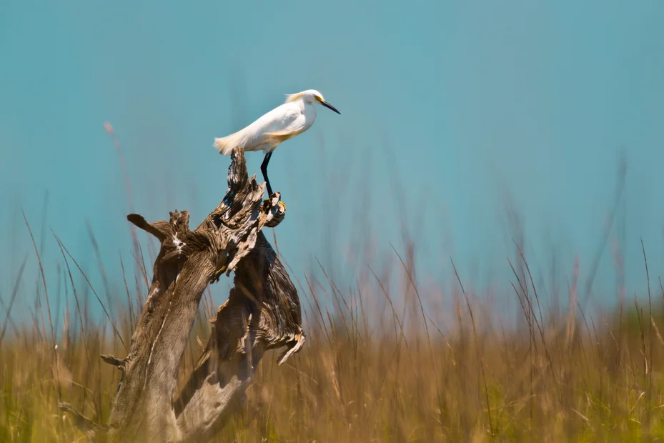 Southern Fly Expeditions - Louisiana Fly Fishing Guide in New Orleans