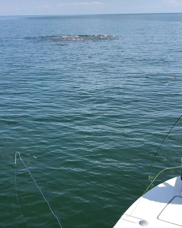 Southern Fly Expeditions - Louisiana Fly Fishing Guide New Orleans ...