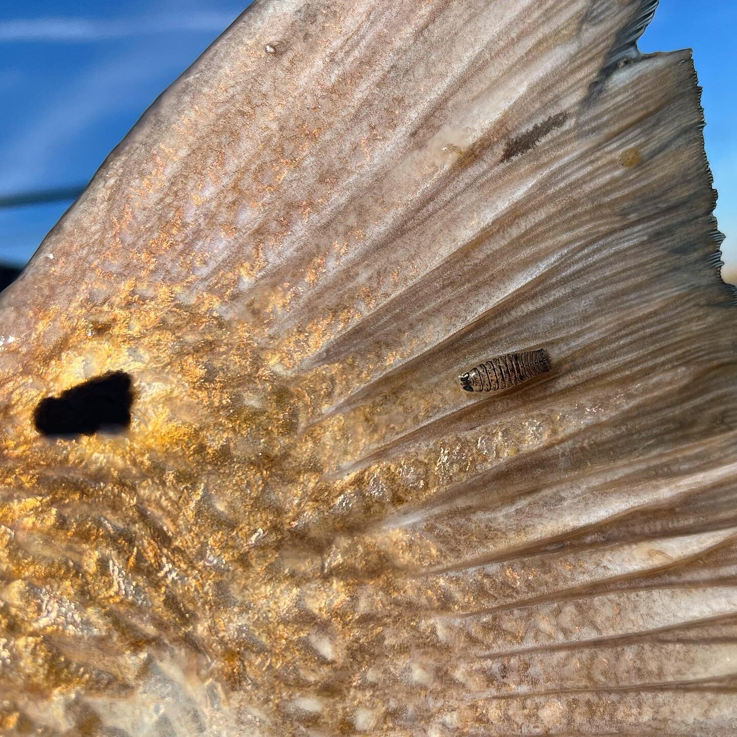 Southern Fly Expeditions - Louisiana Fly Fishing Guide in New Orleans